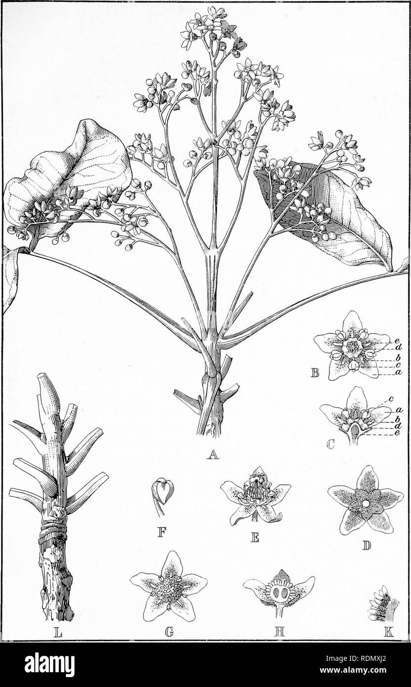 Flindersia australis Black and White Stock Photos & Images - Alamy
