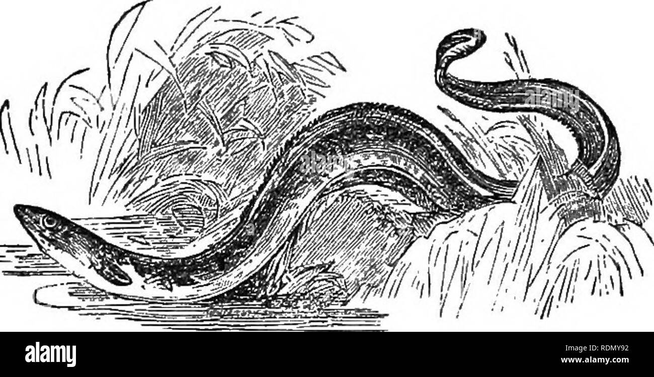 Eel Dog High Resolution Stock Photography and Images - Alamy