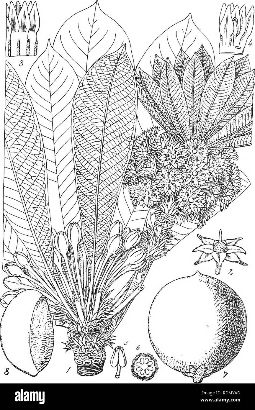 . The forest officers' handbook of the Gold Coast, Ashanti and the ...