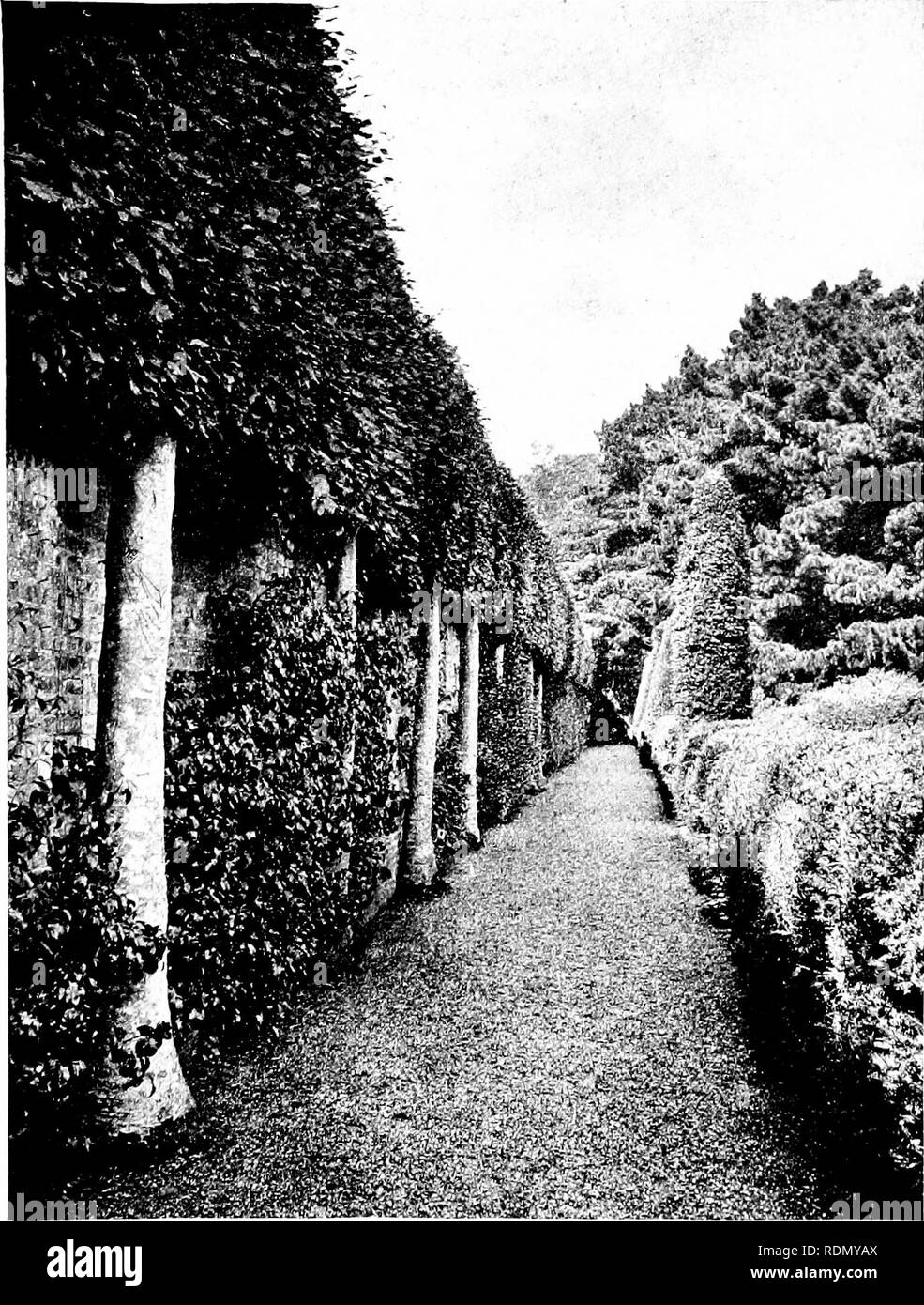 Pollarded hornbeam hi-res stock photography and images - Alamy