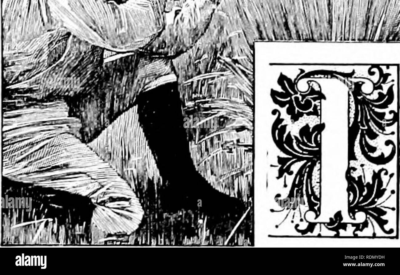 Captain kangaroo hi-res stock photography and images - Alamy