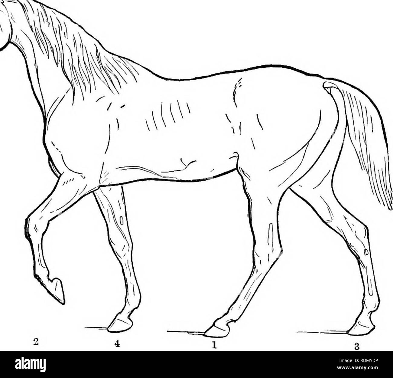 Trotting Horse Drawing
