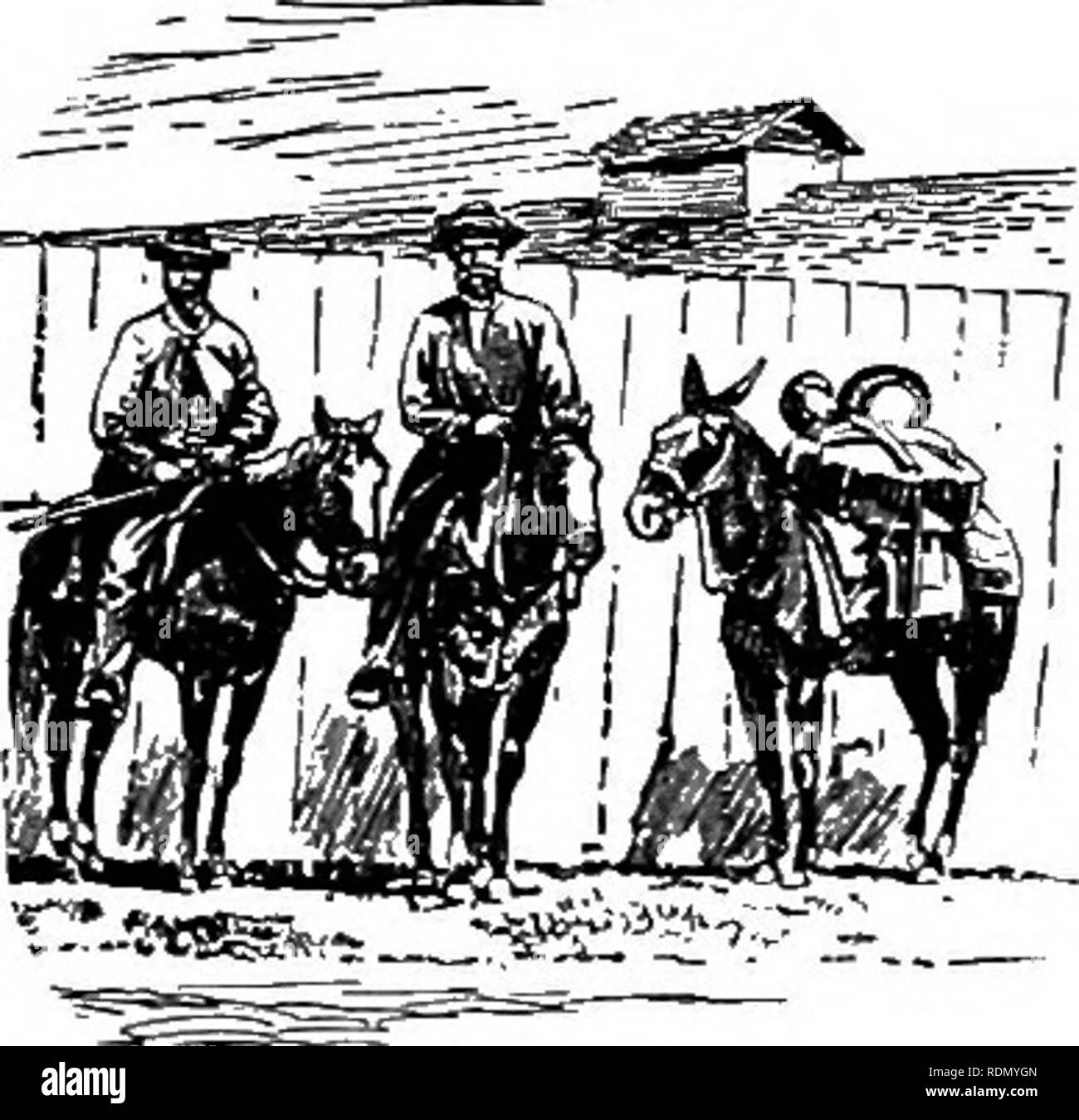 Dead mule Black and White Stock Photos & Images - Alamy