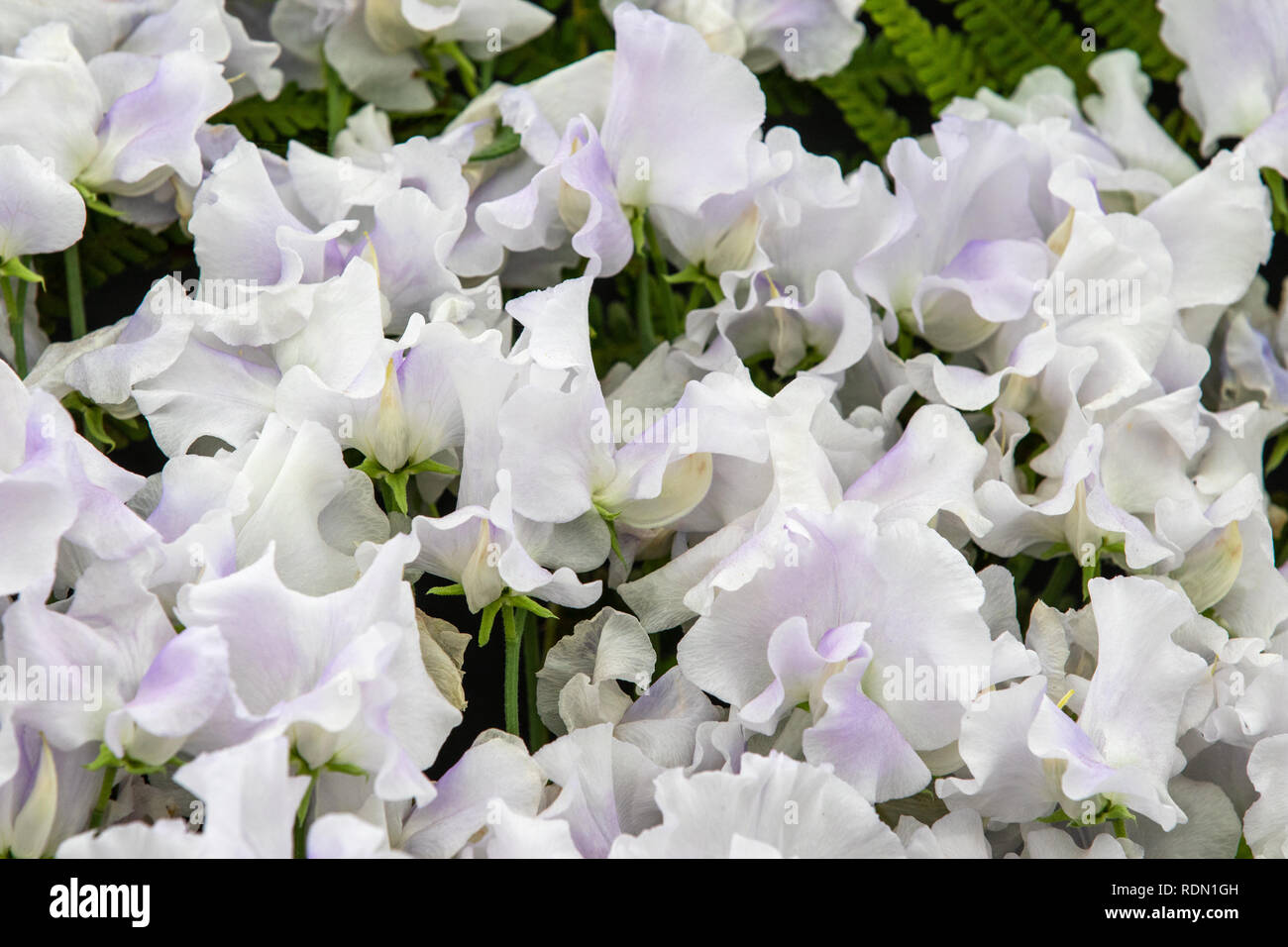 sweet pea Hellen Millar (Lathyrus oderatus) in full flower Stock Photo ...