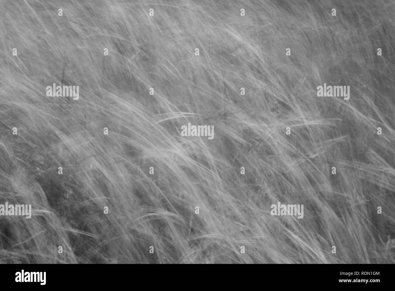 Tall grass prairie Black and White Stock Photos & Images - Alamy