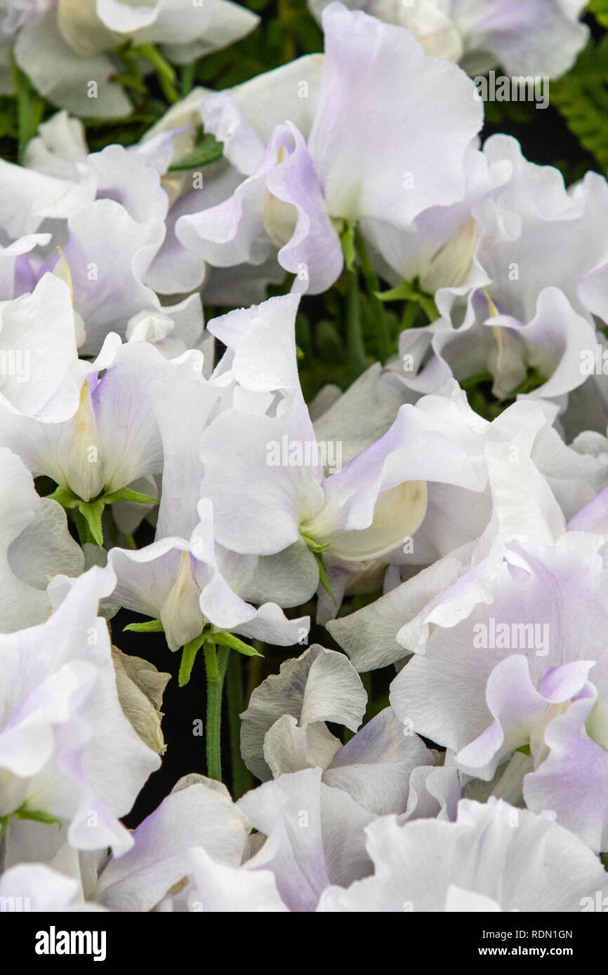 sweet pea Hellen Millar (Lathyrus oderatus) in full flower Stock Photo ...