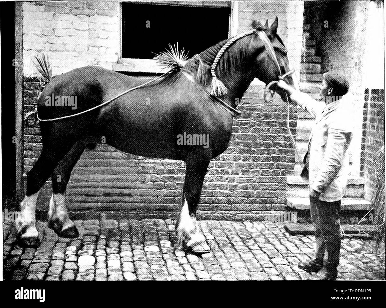 The Largest Horse Samson