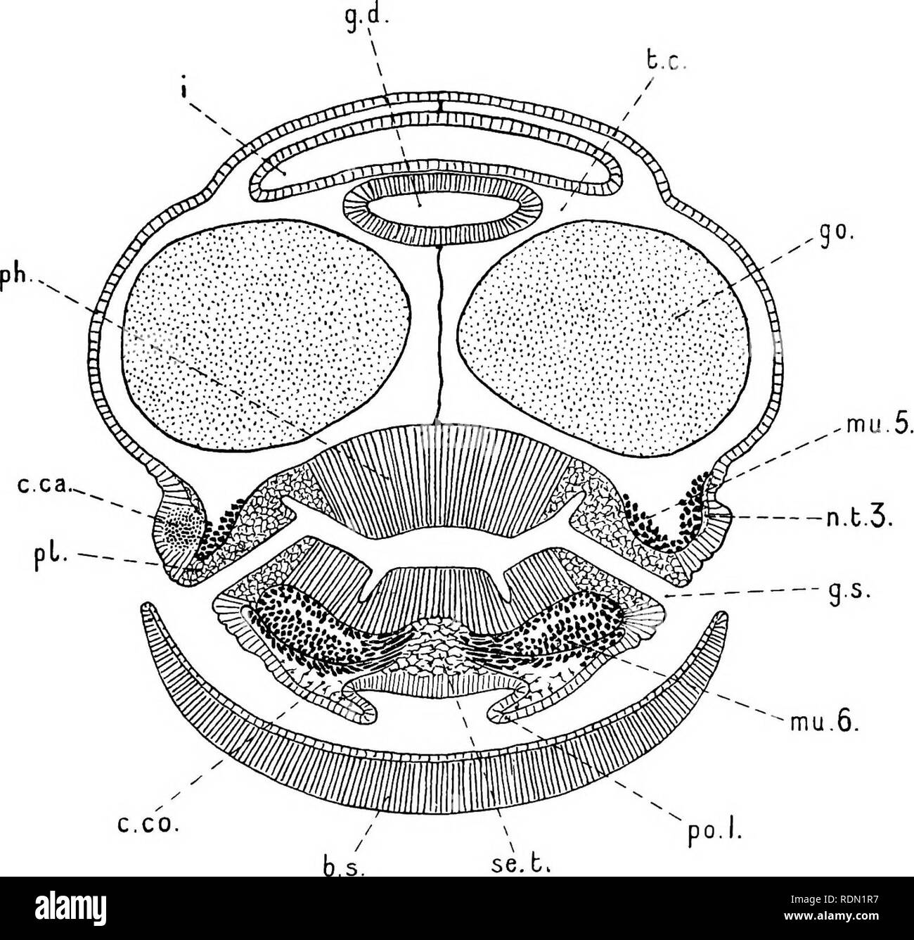 . Natural history. Geology; Zoology; Botany. ANATOMY OF CEPHALODISCUS ...