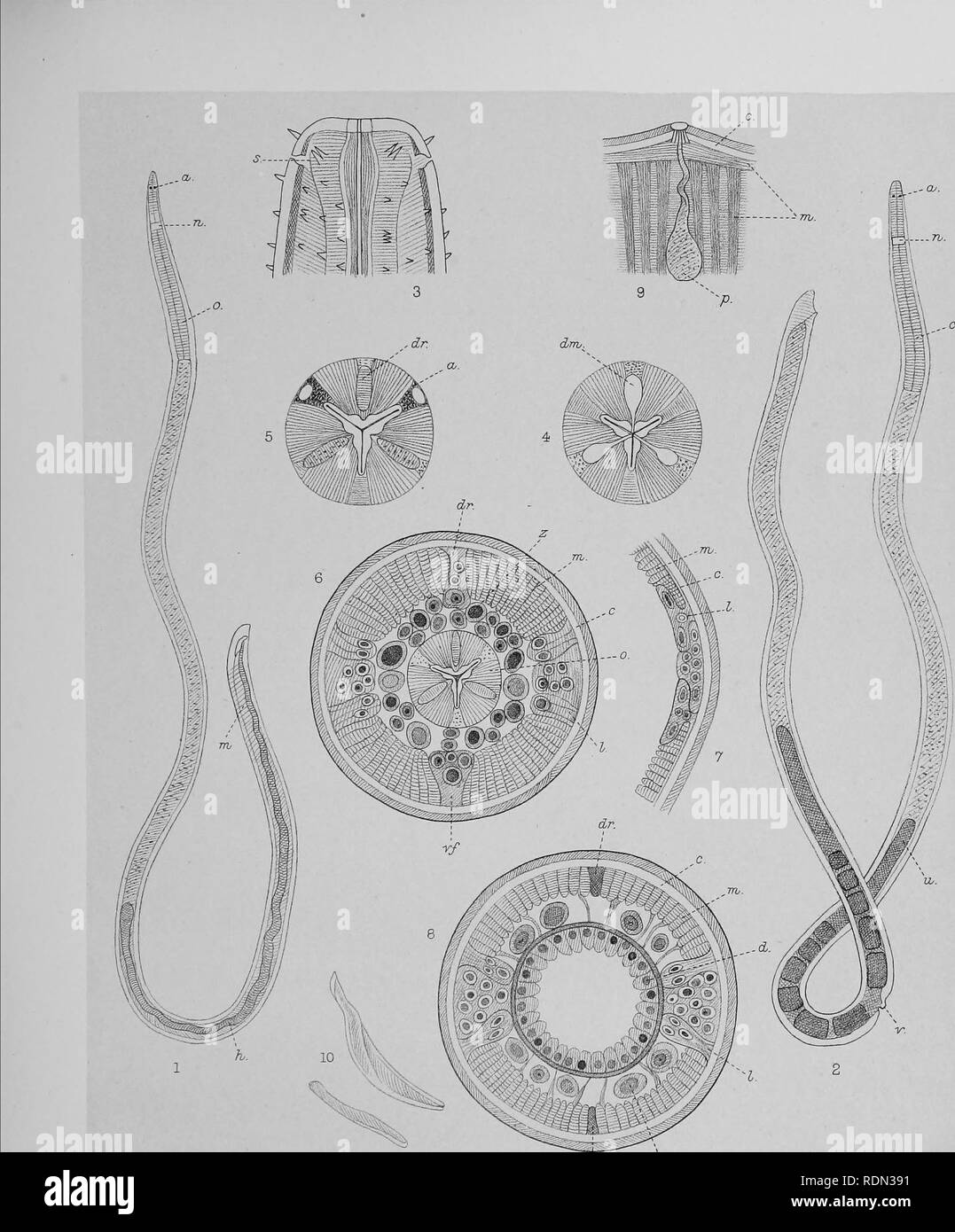 Nematodes Black and White Stock Photos & Images - Alamy