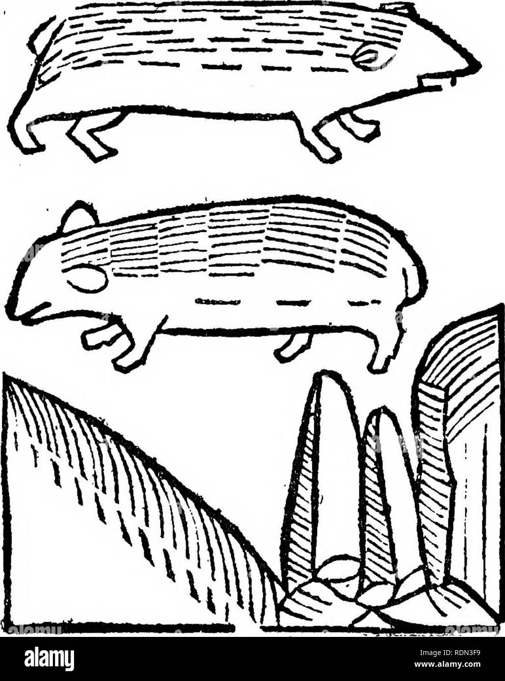 Beast in the sun Black and White Stock Photos & Images - Alamy