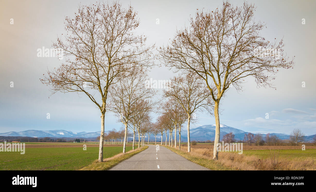 Small country road near the Vosges mountains in the Alsace region Stock ...