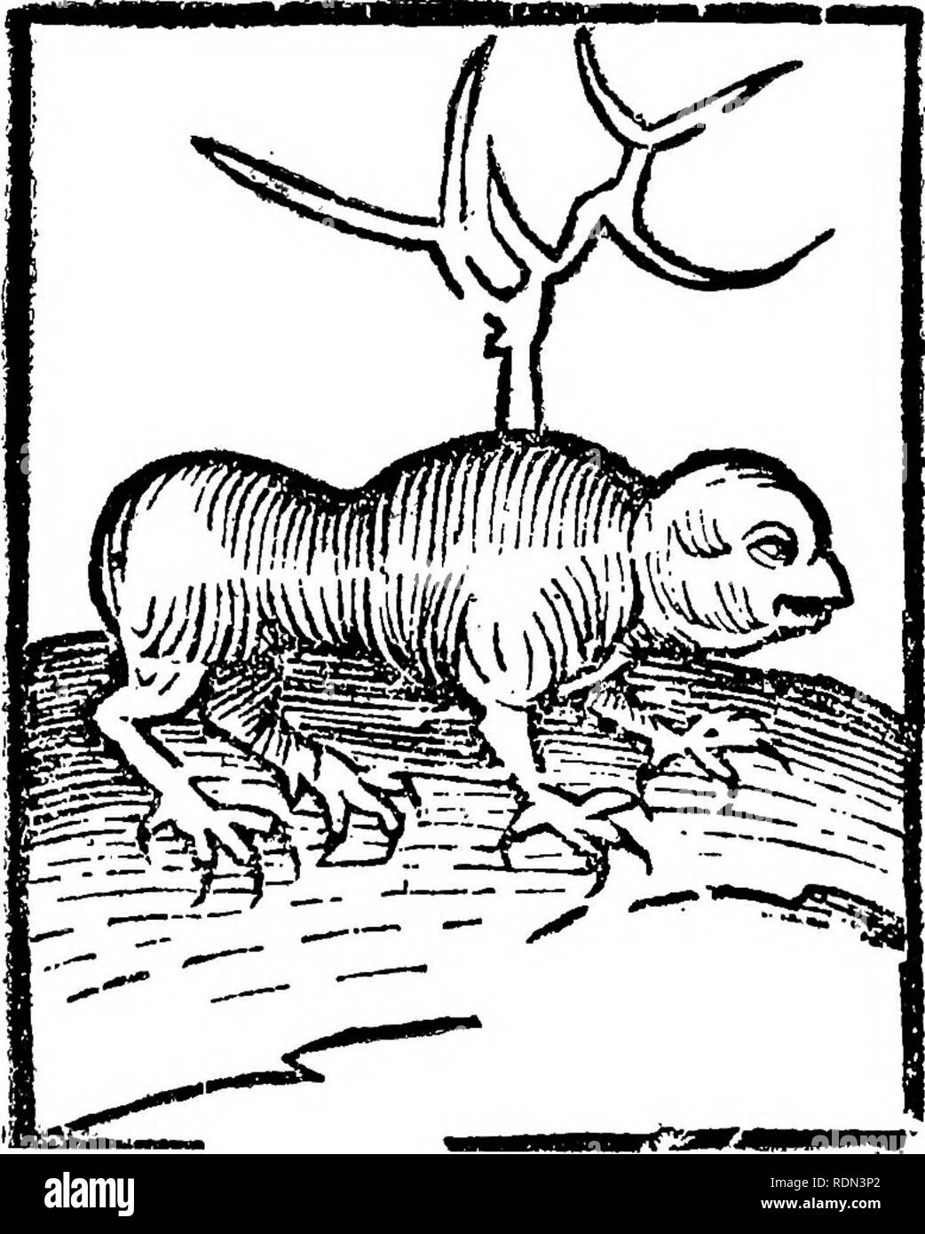 History of four footed beasts hi-res stock photography and images - Alamy