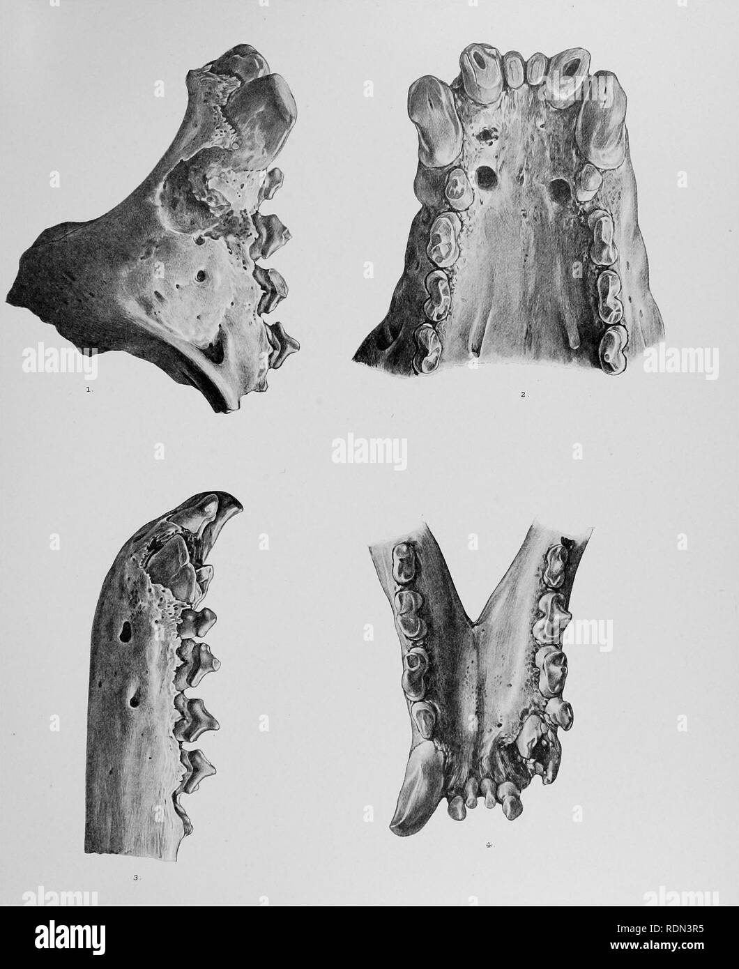 . Natural history. Geology; Zoology; Botany. Antarctic (Discovery) Exp ...