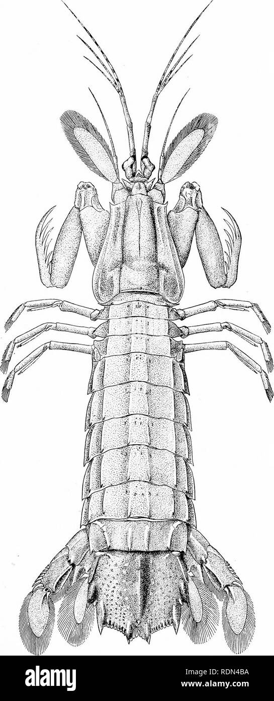 Squilla empusa say hi-res stock photography and images - Alamy