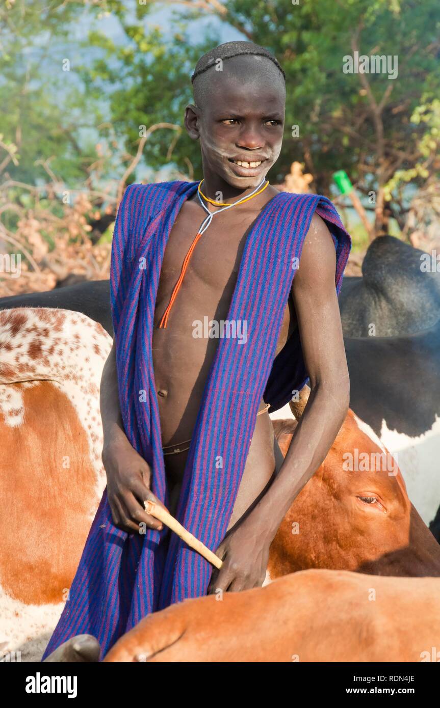 Surma herder with cattle herd near Tulgit, Omo River Valley, Ethiopia ...