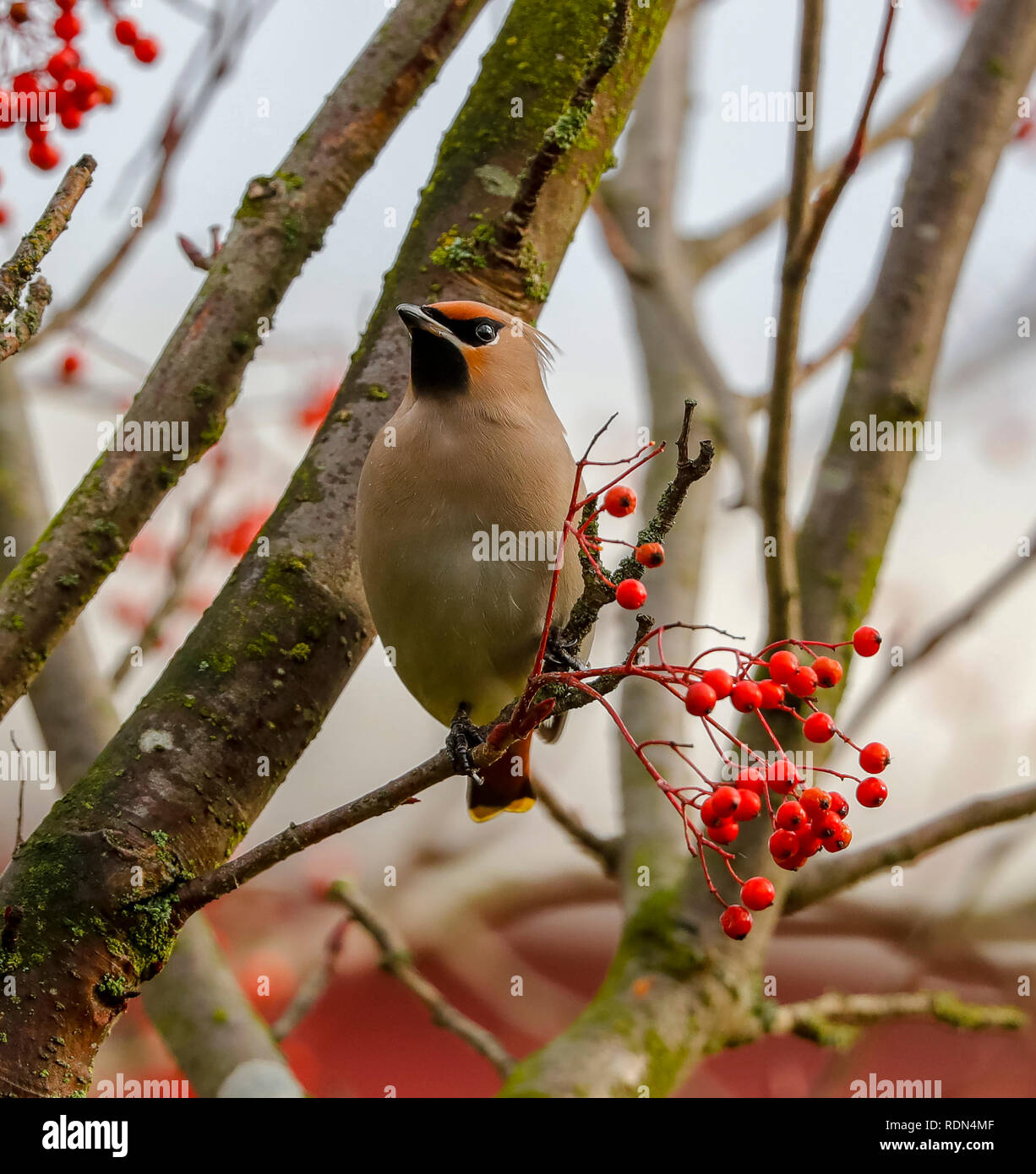 Waxy red wing tips hi-res stock photography and images - Alamy
