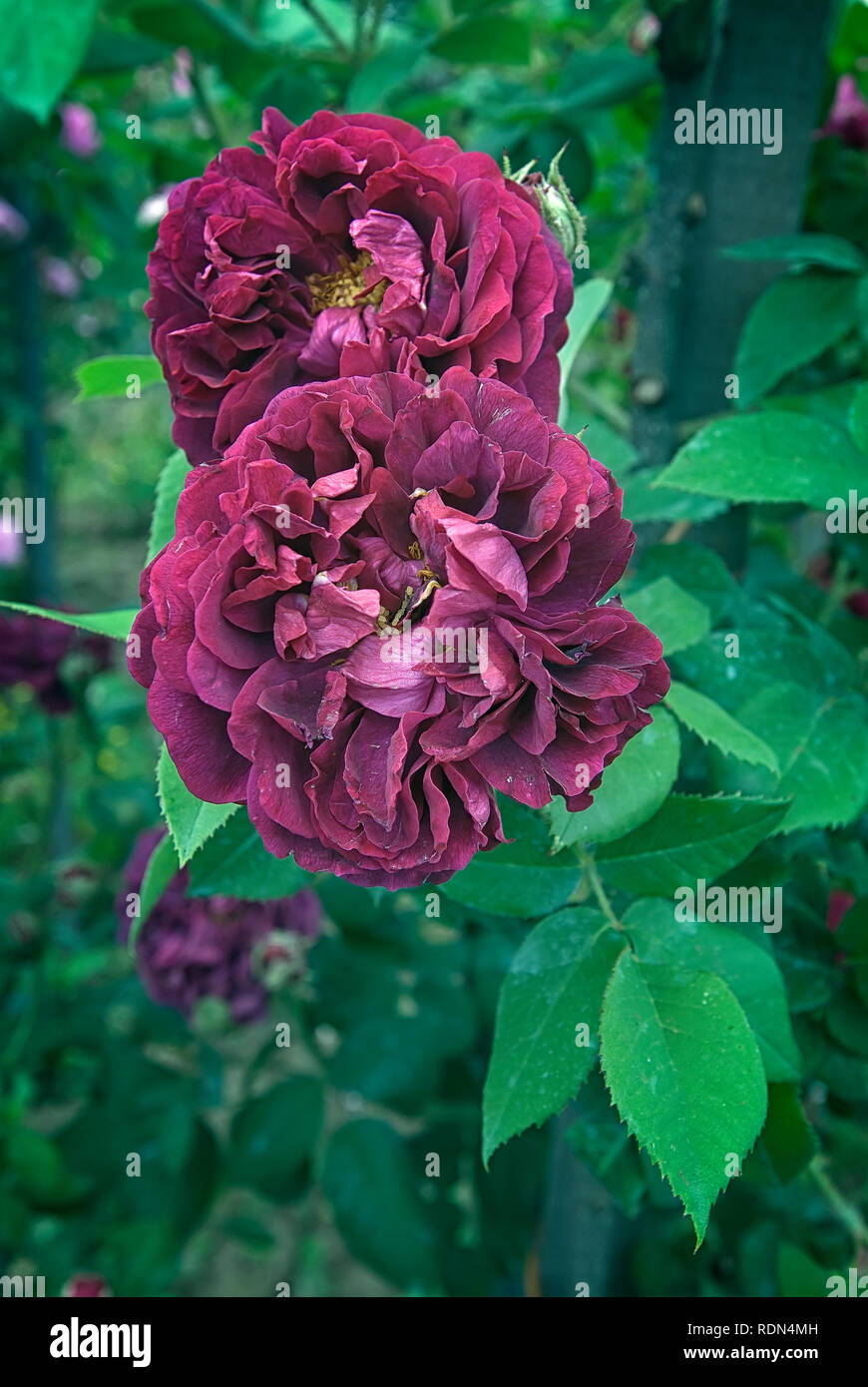 Rosa cv. Capitaine Basroger; Rosaceae; shurb; Moss; flower double ...