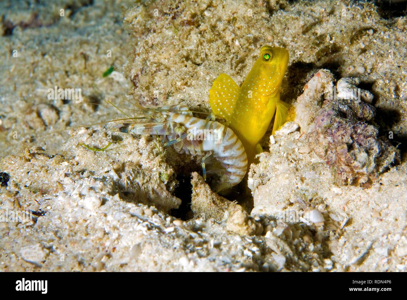Prawn Goby Stock Photos & Prawn Goby Stock Images - Alamy