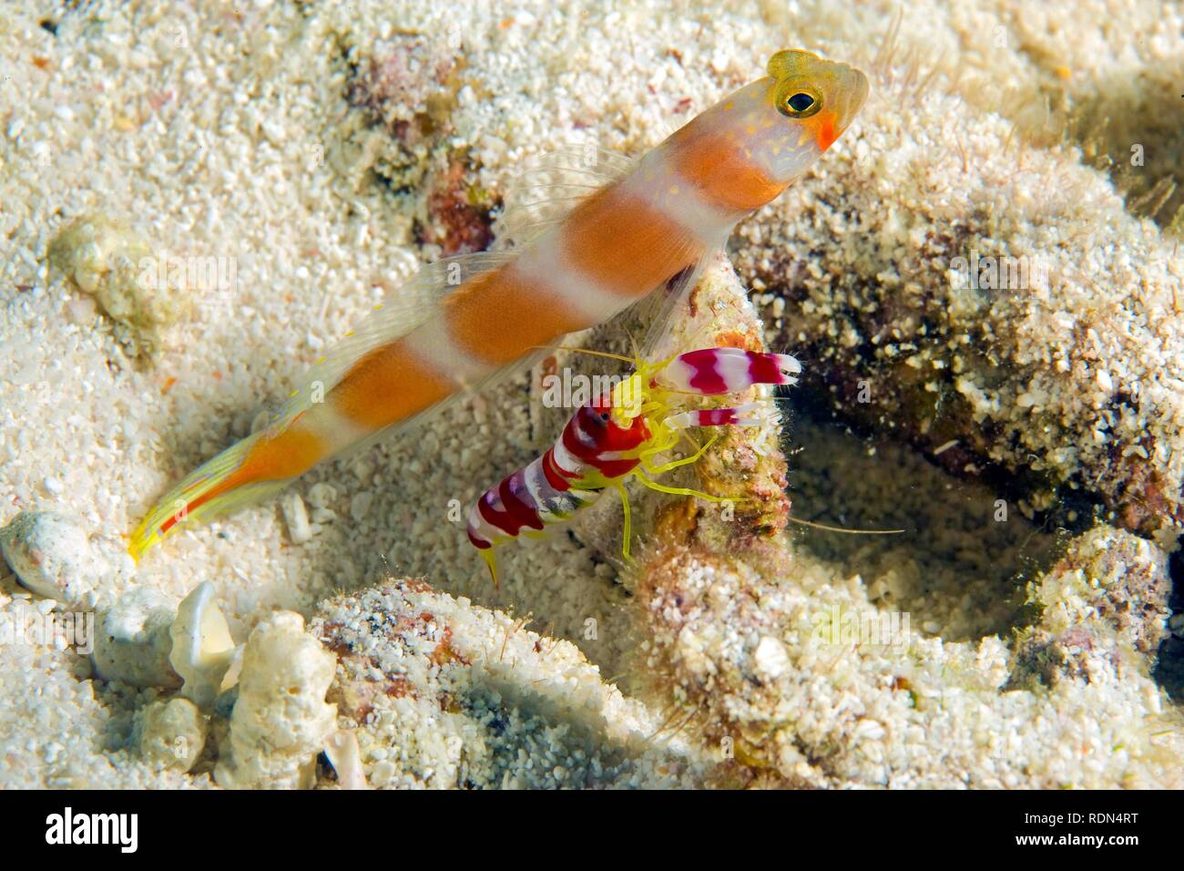 Amblyeleotris Randalli High Resolution Stock Photography and Images - Alamy