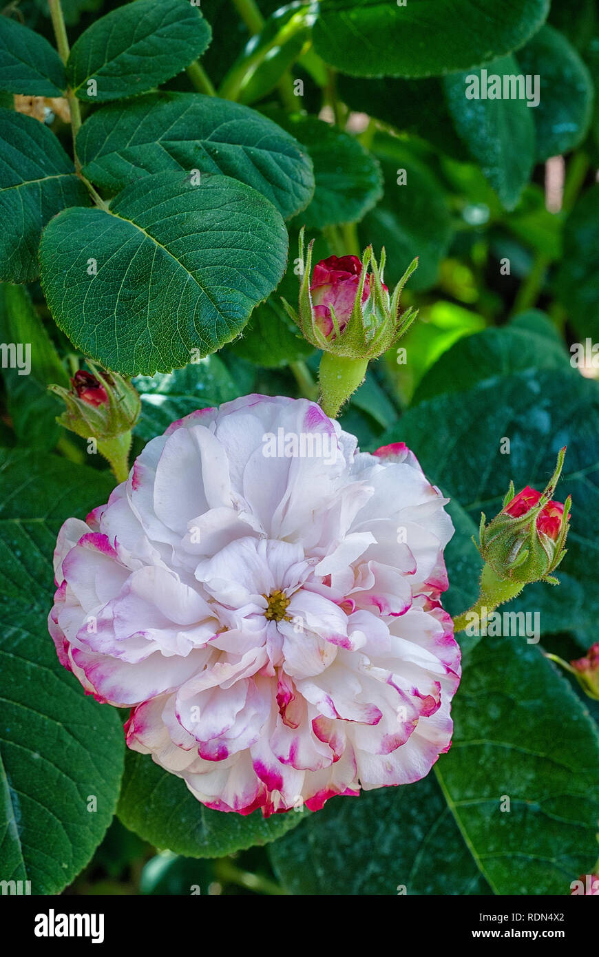 Rosa cv. Leda; Rosaceae; shurb; Damask; flower double White, red edges ...