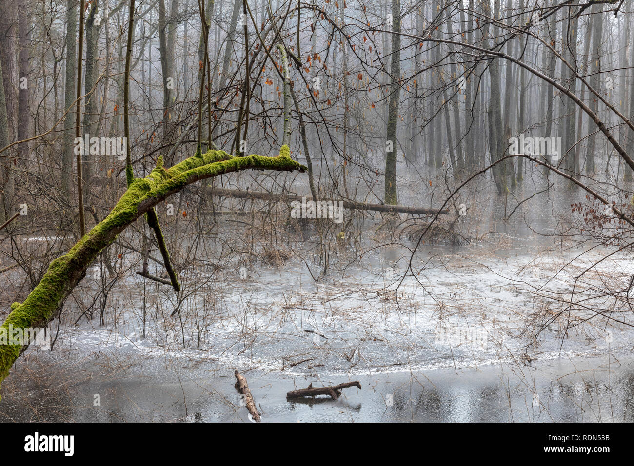 Spring alder forest hi-res stock photography and images - Alamy