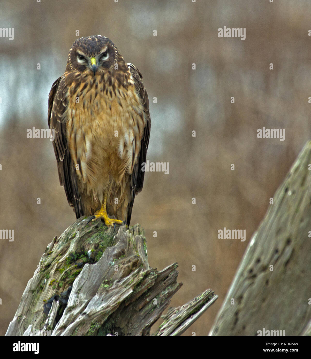 Northern harrier male hi-res stock photography and images - Alamy