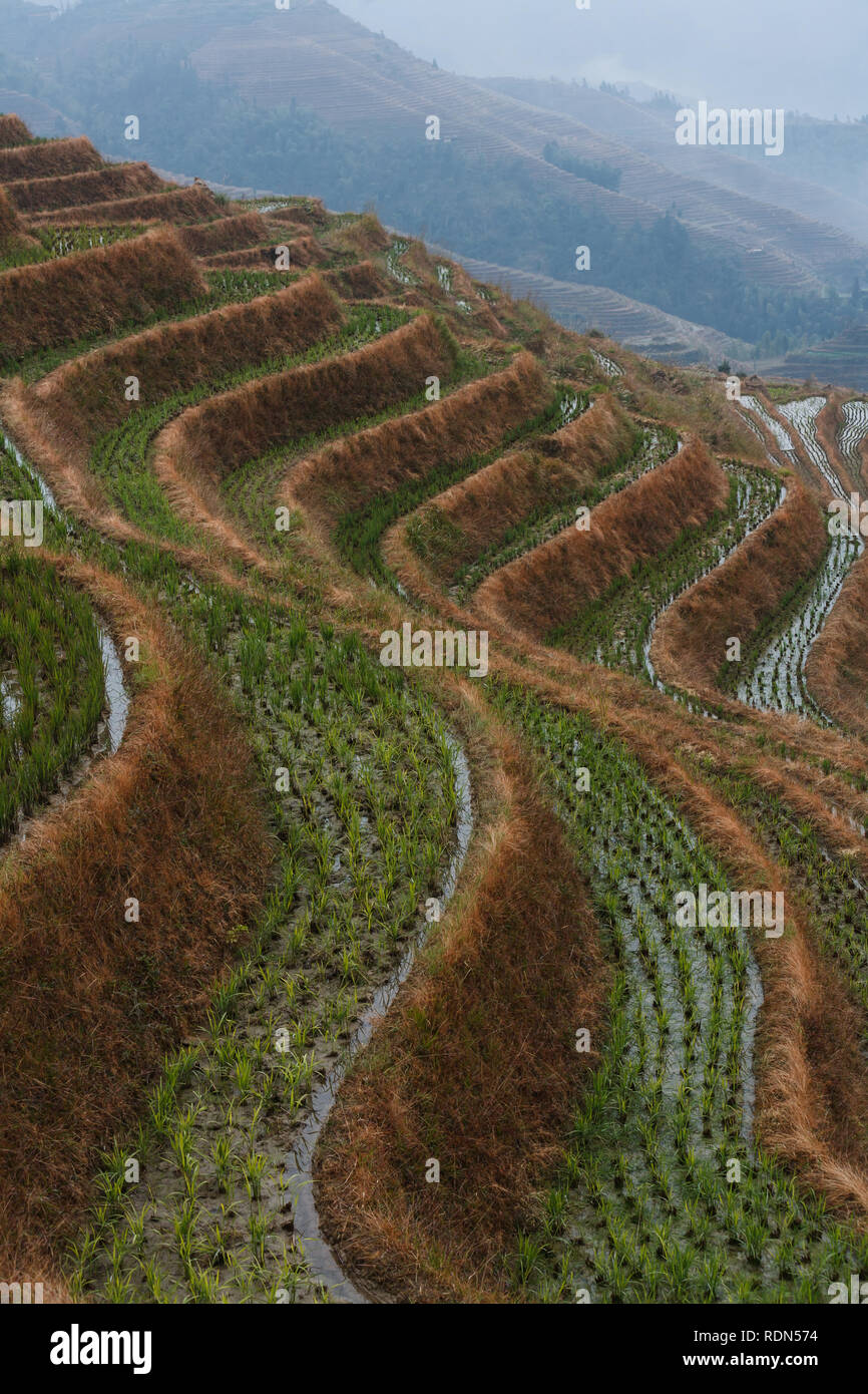 Rice terraces circle in waves around the mountain slopes of Longshen ...