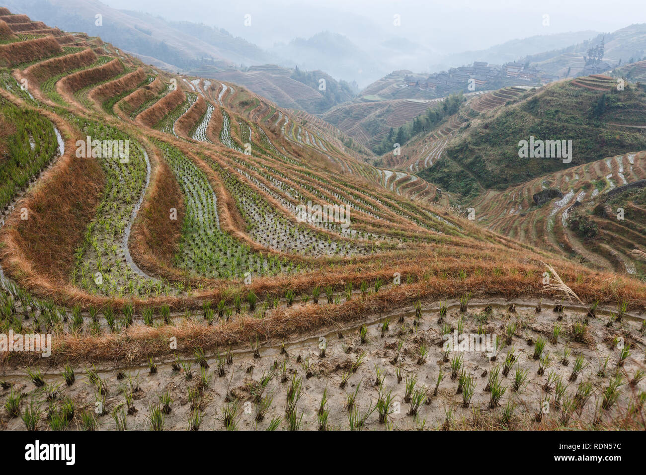 Rice terraces circle the mountain slopes of Longshen, China Stock Photo ...