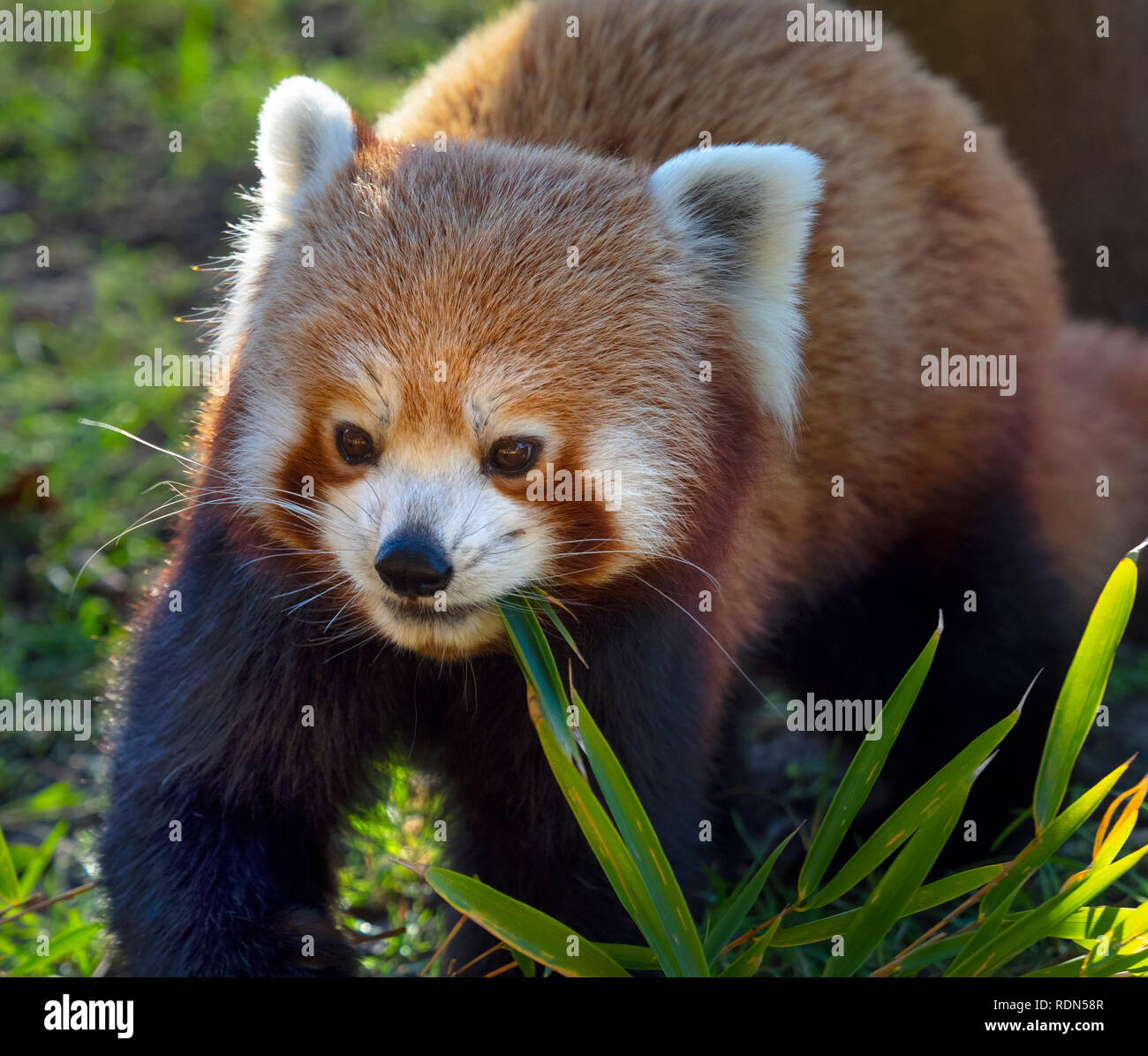 Red Panda Feeding High Resolution Stock Photography and Images - Alamy