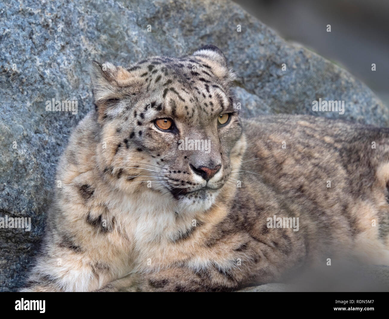 Portrait of captive Snow leopard or ounce Panthera uncia Stock Photo ...