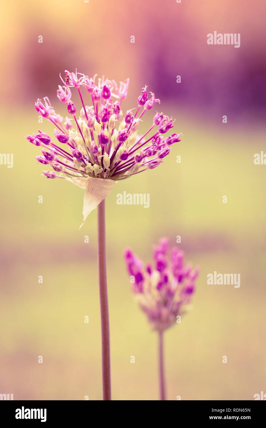allium flower abstract color background Stock Photo - Alamy