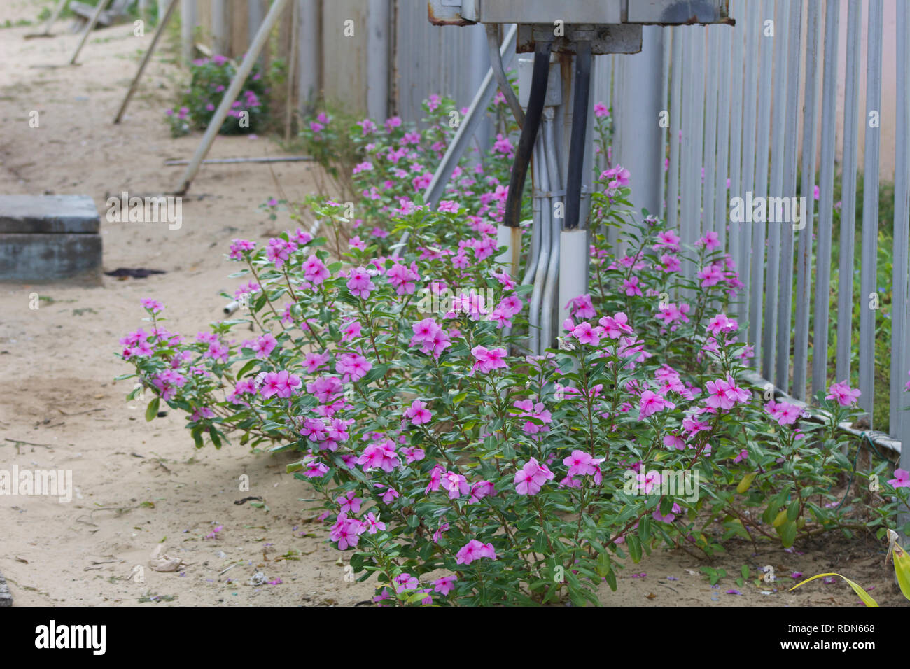 Flowers growing in beach sand Stock Photo - Alamy