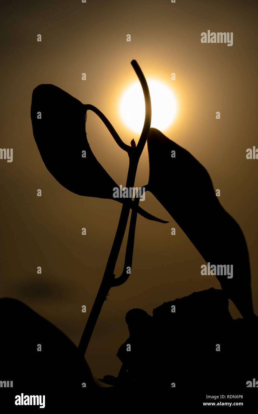 silhouette of a dancing plant during sunset at Uluwatu temple in Kuta ...