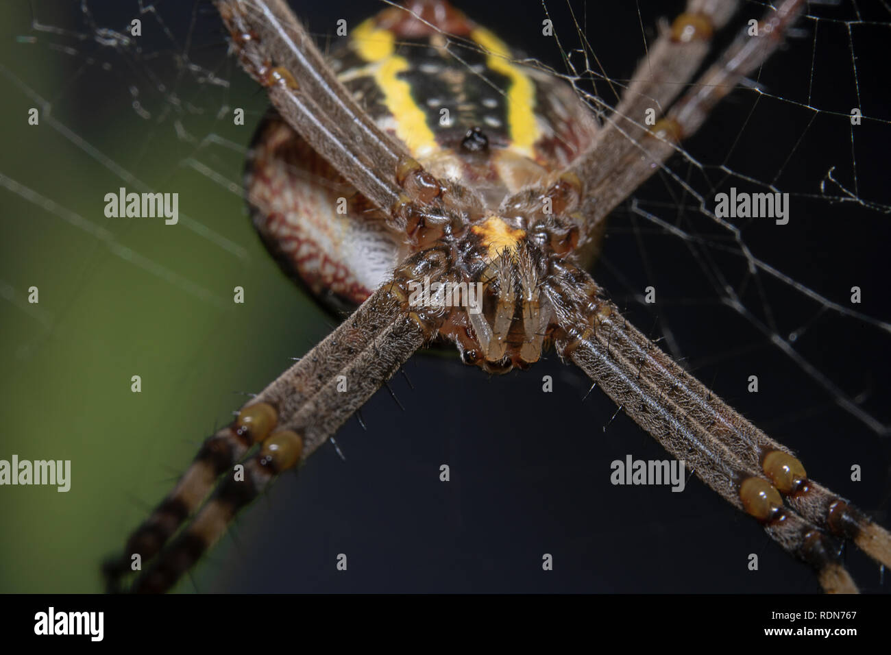 Garden spider scientific name hi-res stock photography and images - Alamy