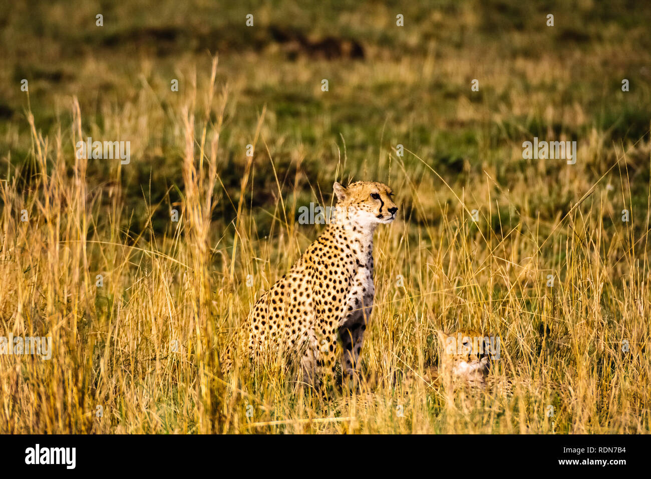 Cheetah observation hi-res stock photography and images - Alamy