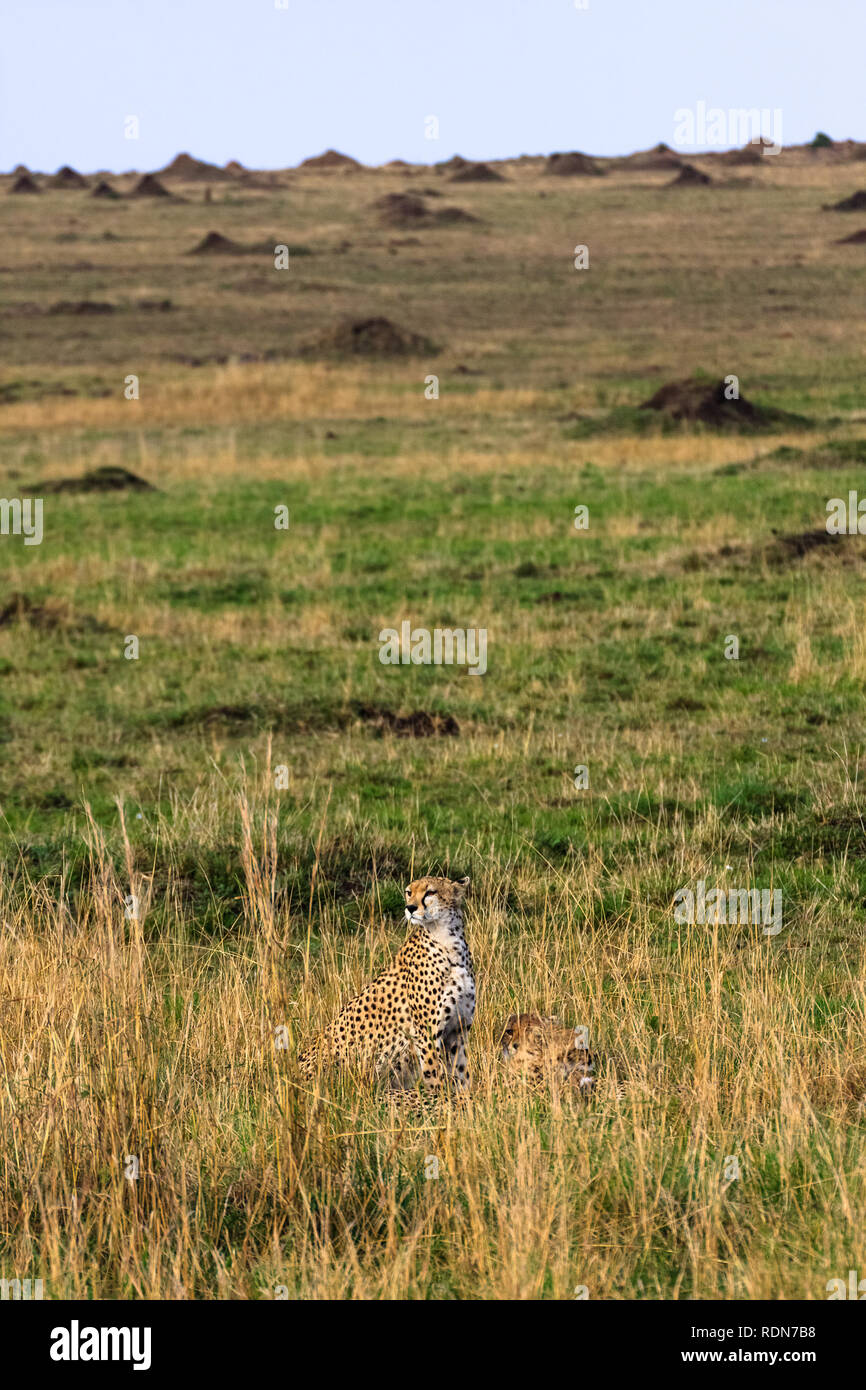 Big cats of savanna. Kenya, Africa Stock Photo - Alamy