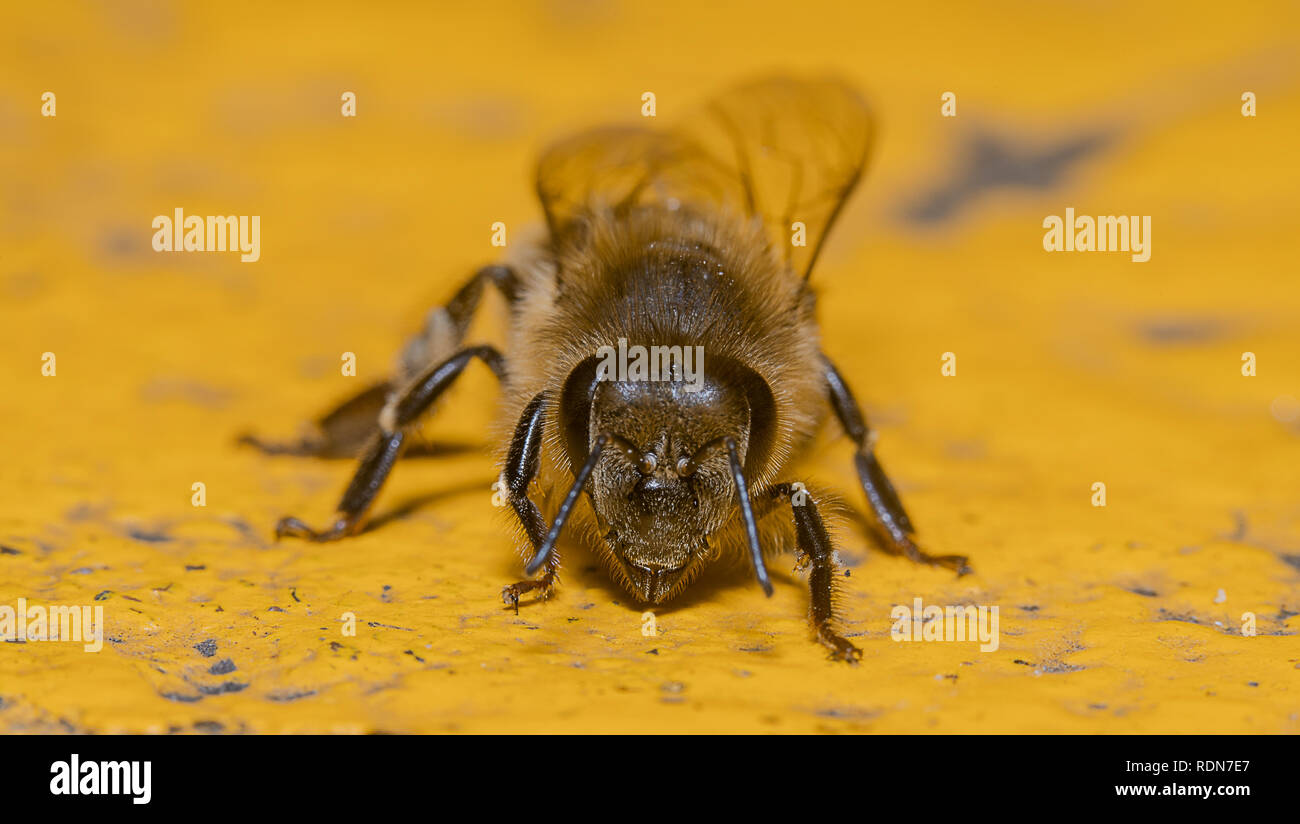 Tired/exhausted Honey bee sitting on yellow floor about to take off ...