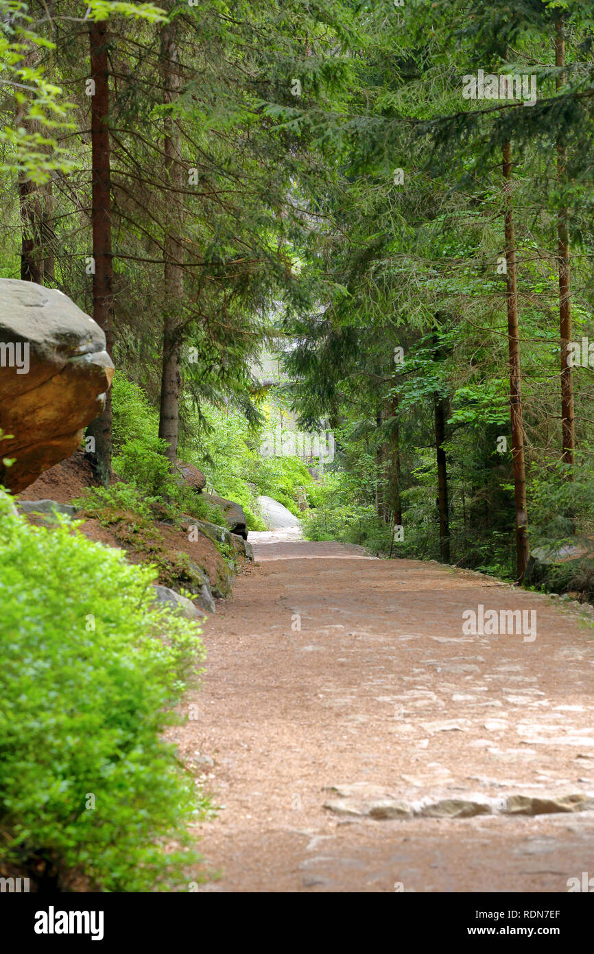 Empty pine green forest floor hi-res stock photography and images - Alamy
