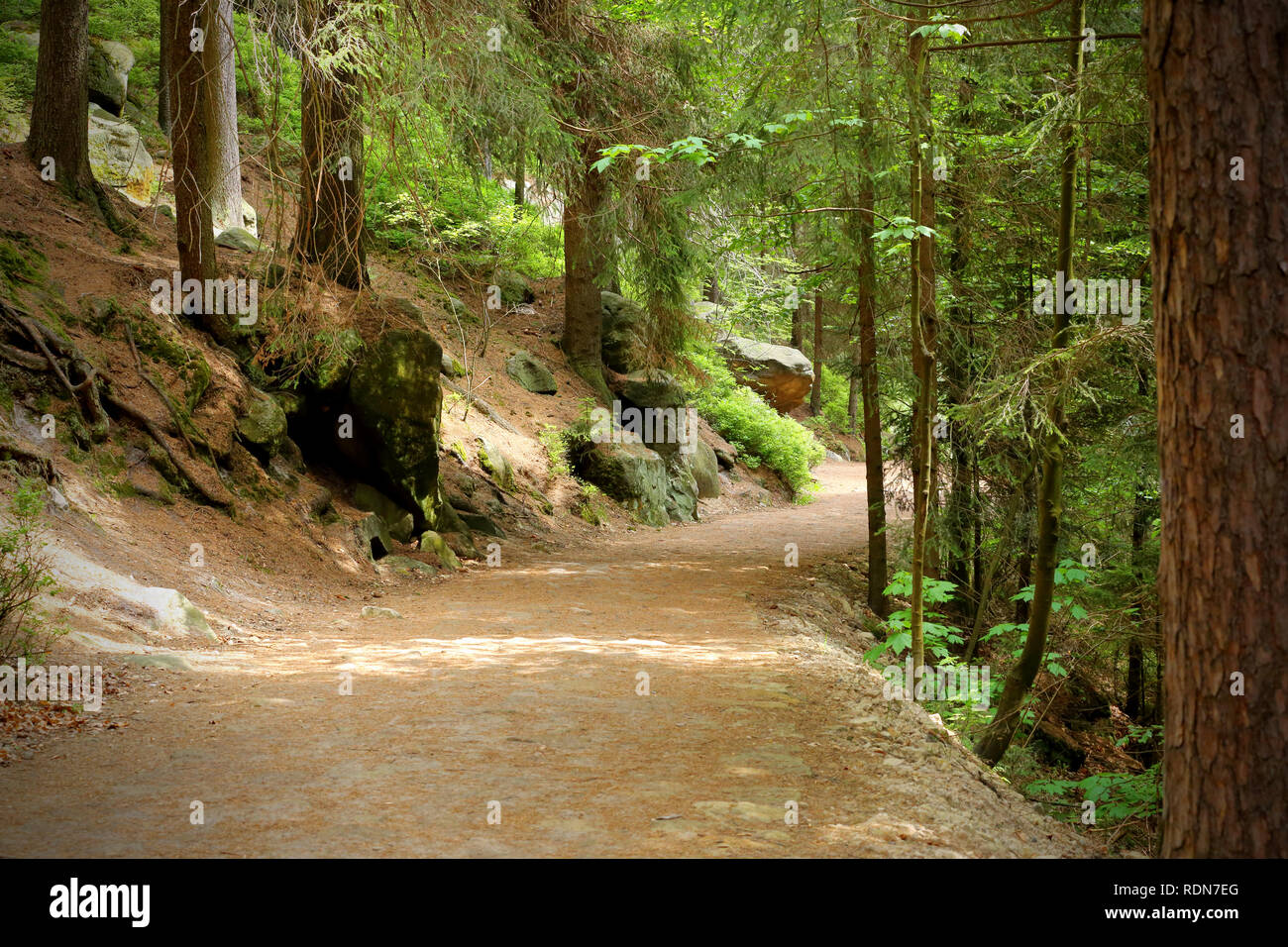 Empty mountain trail in green forest Stock Photo - Alamy