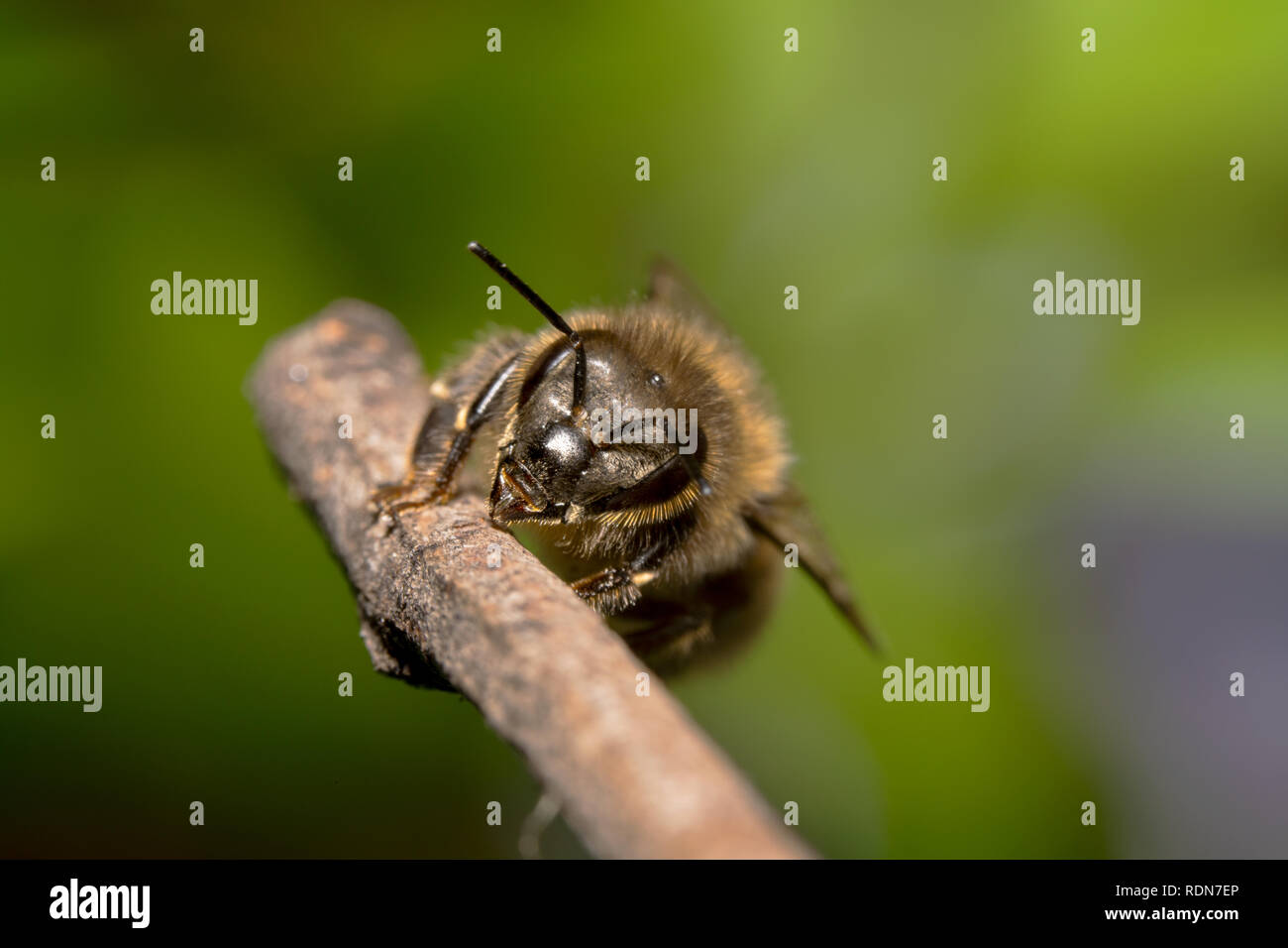 Tired/exhausted Honey bee barely hanging with 2 legs on a stick with ...