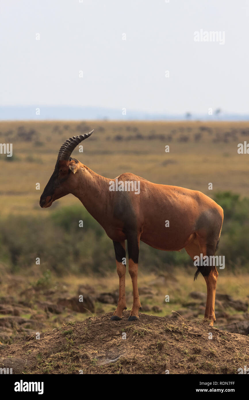 Kongoni hi-res stock photography and images - Alamy