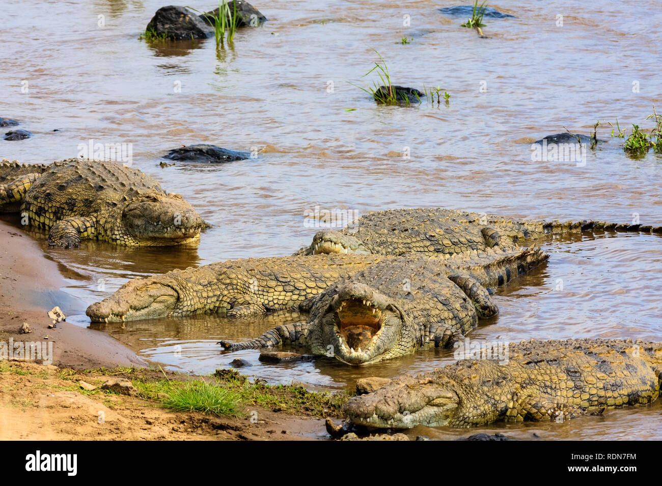 Mara river great migration hi-res stock photography and images - Alamy