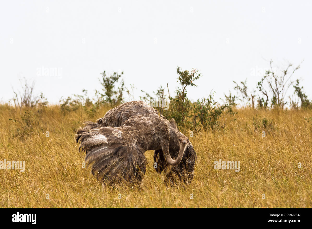 Ostrich Wings High Resolution Stock Photography and Images - Alamy