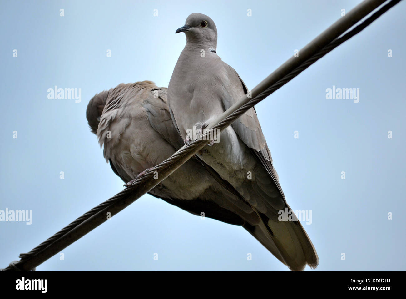 Collared doves hi-res stock photography and images - Alamy
