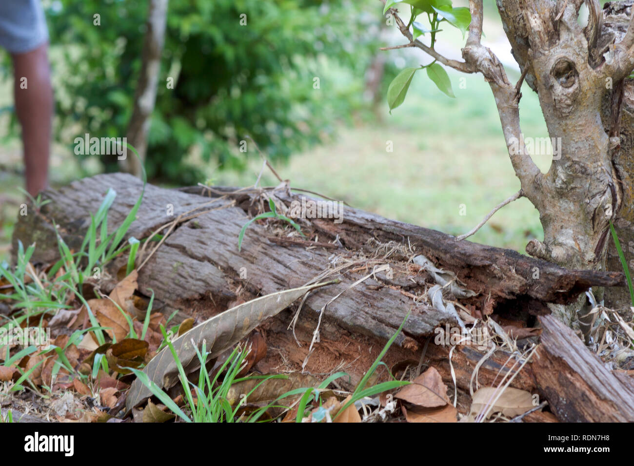 Natural lifecycle hi-res stock photography and images - Alamy