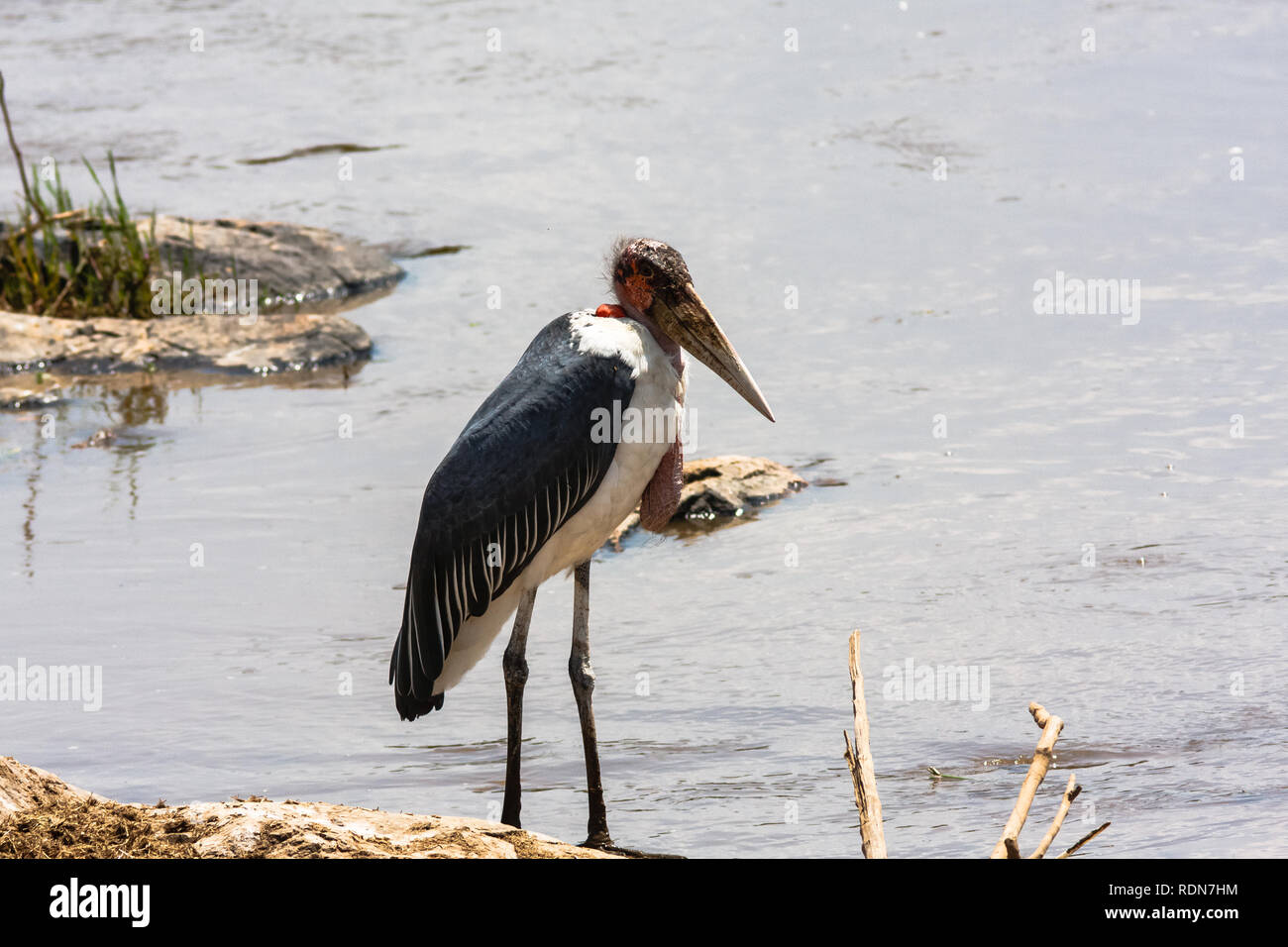 Mara river fishing hi-res stock photography and images - Alamy