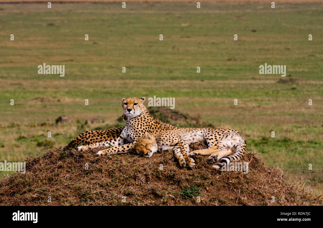 Two cheetahs is watching the savanna. Hills of Serengeti, Africa Stock ...
