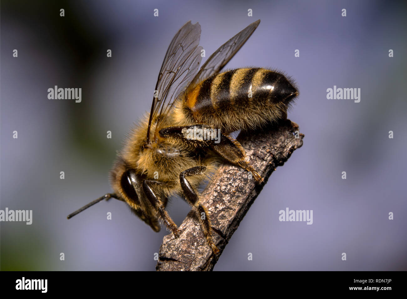 Tired/exhausted Honey bee sitting on a stick with super detailed eyes ...