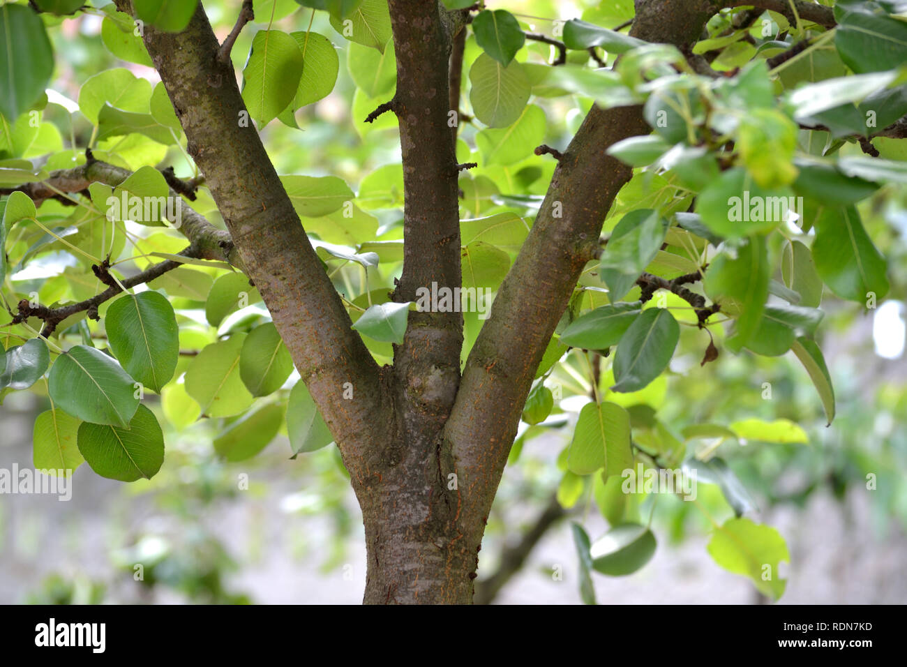 Pear treetop hi-res stock photography and images - Alamy
