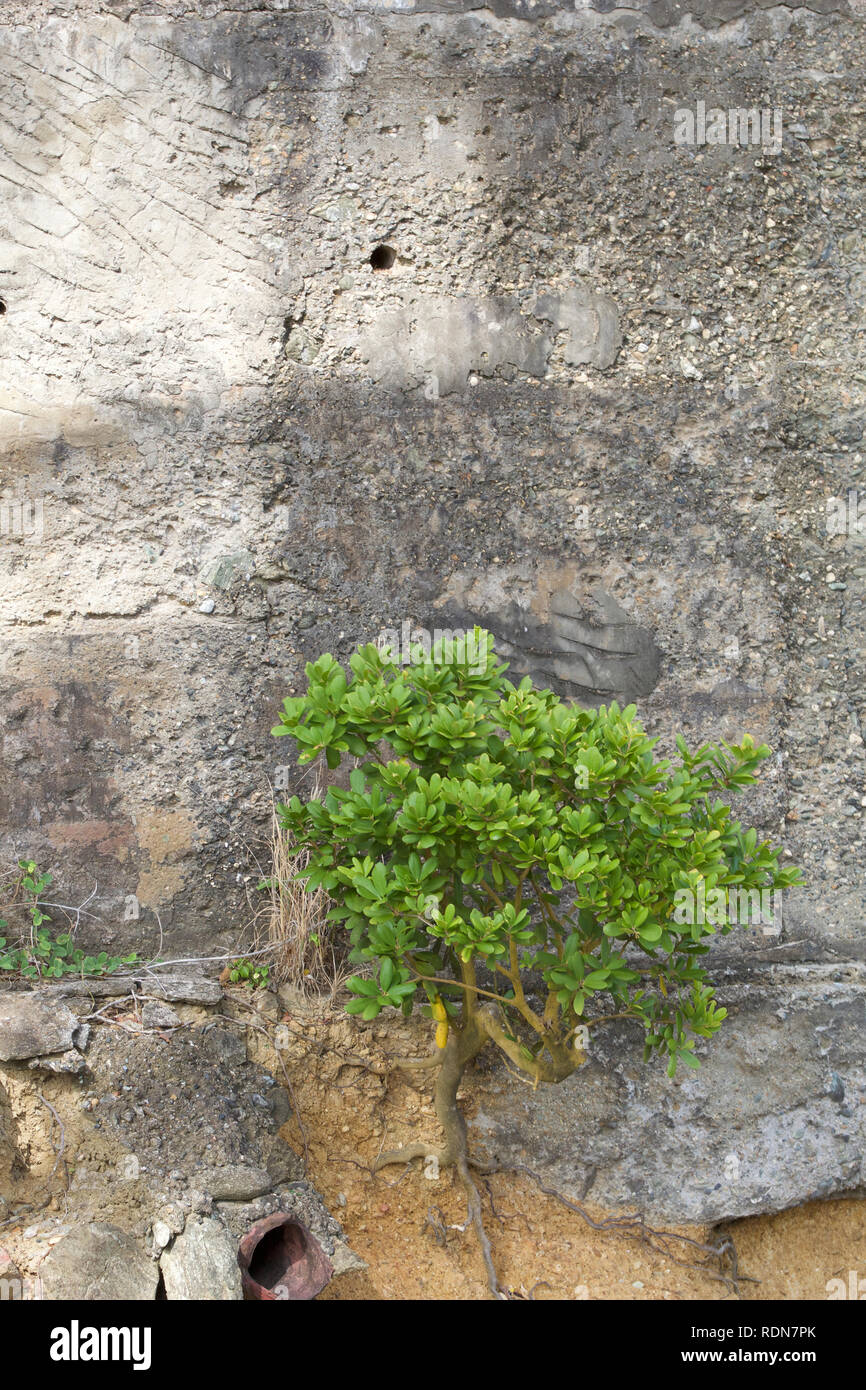 Mangrove resilience hi-res stock photography and images - Alamy